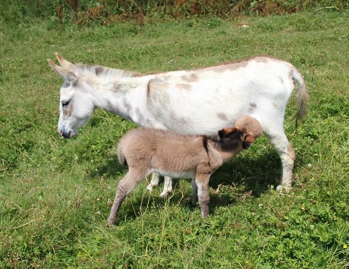 Les naissances de nos ânes miniatures | anes-miniatures.com